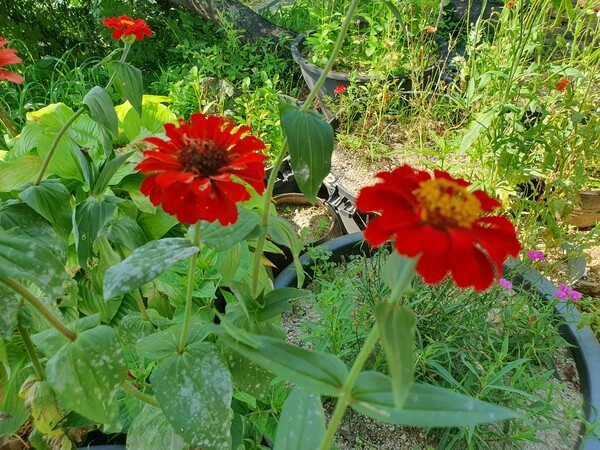 권예섬 박사의 『막돼먹은 야생화』 시리즈